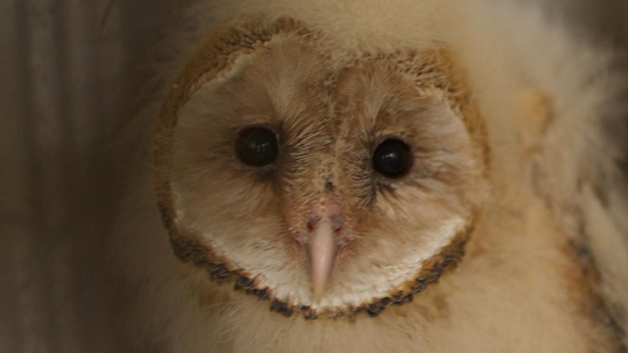 California Raptor Center / School of Veterinary Medicine - Found a Baby ...