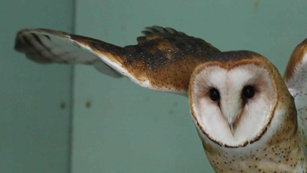 California Raptor Center / School of Veterinary Medicine - Education ...