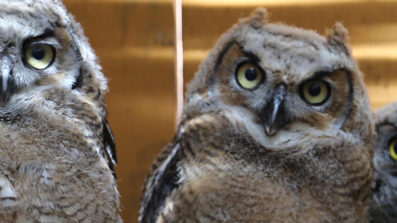 California Raptor Center / School of Veterinary Medicine - How You Can Help