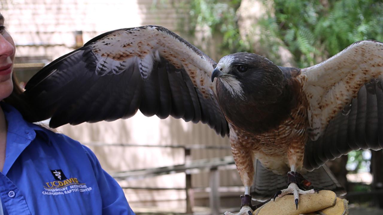 California Raptor Center / School of Veterinary Medicine - On-site ...