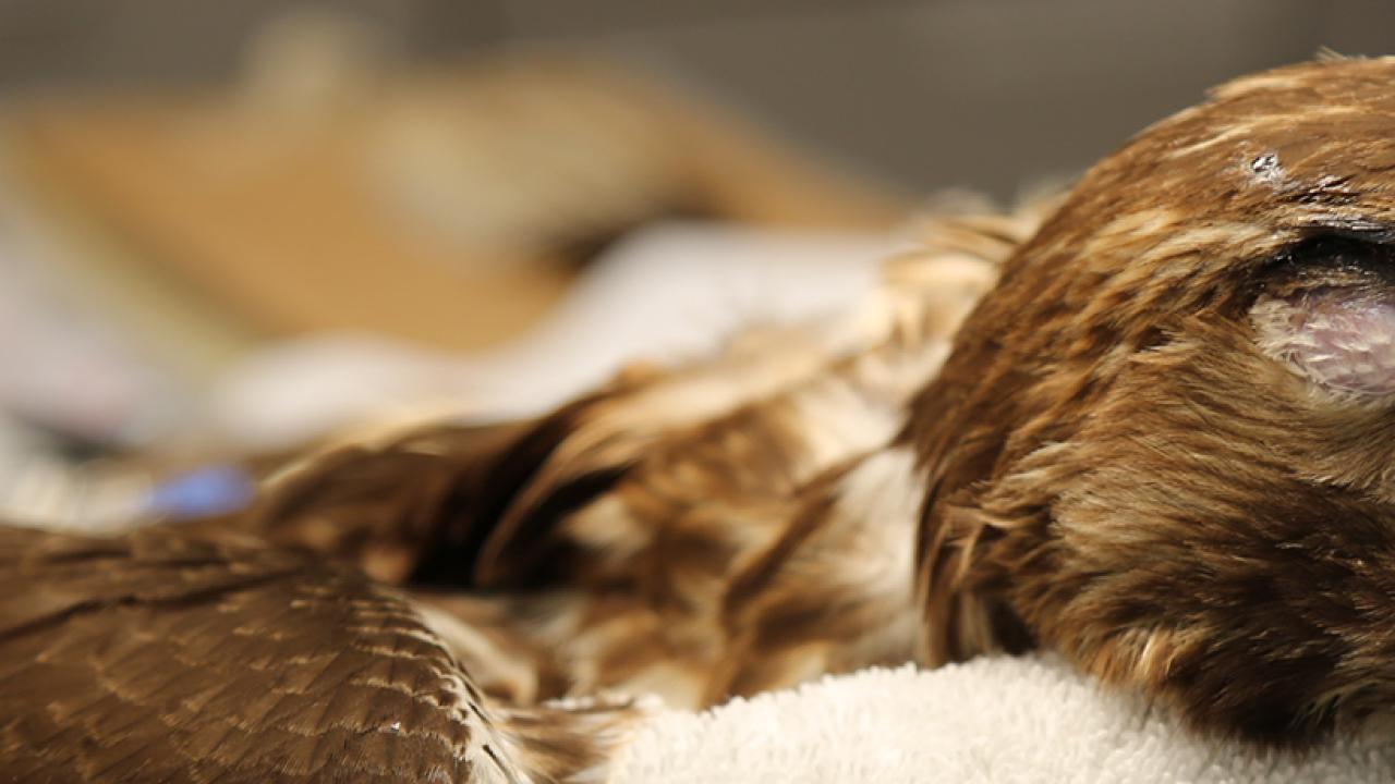 California Raptor Center / School of Veterinary Medicine - Rescue ...