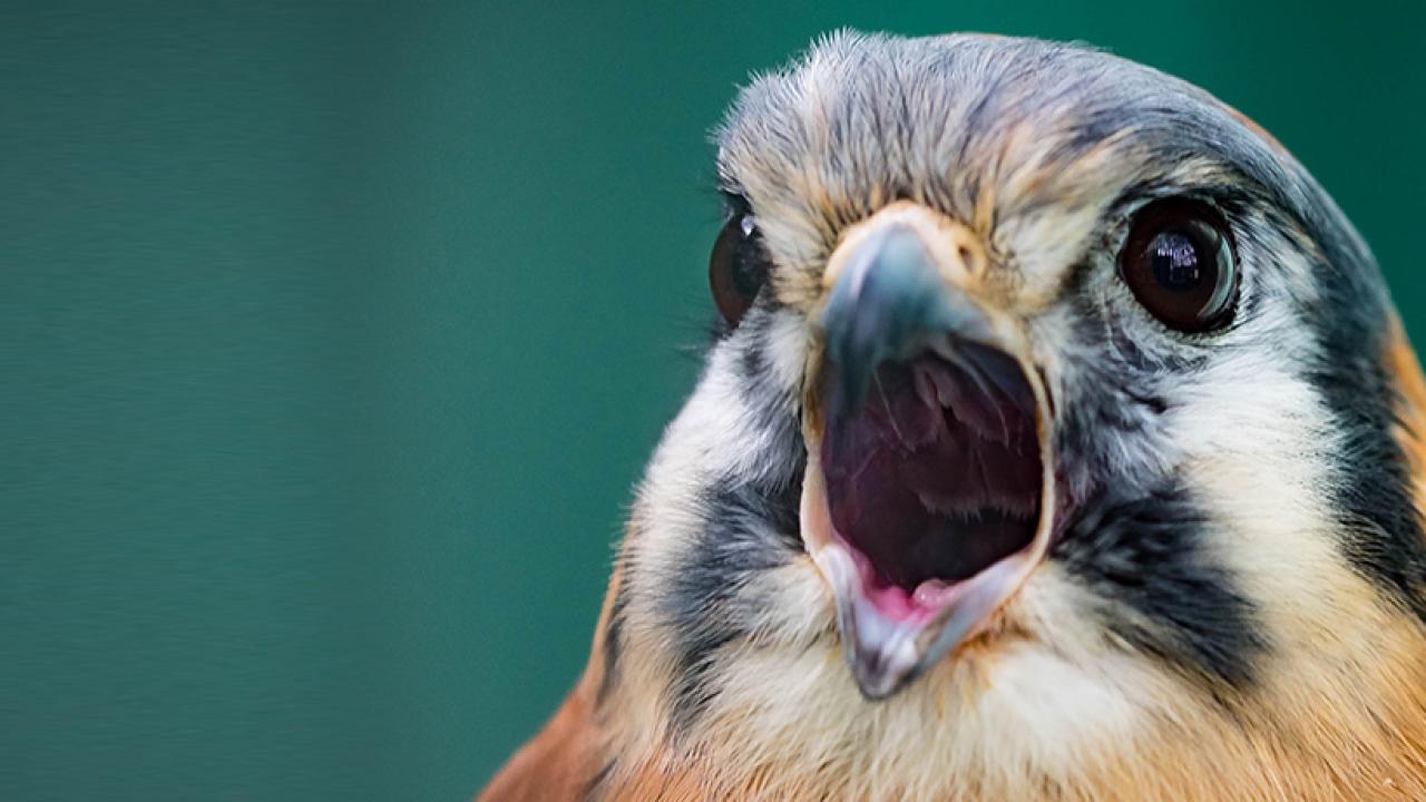 California Raptor Center / School of Veterinary Medicine - Annual Report