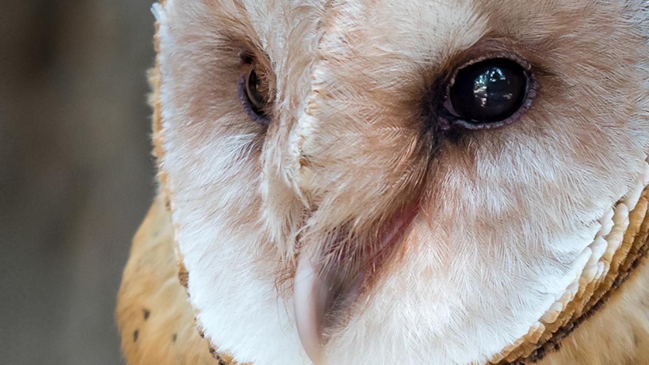 Barn Owl Eyes Close Up