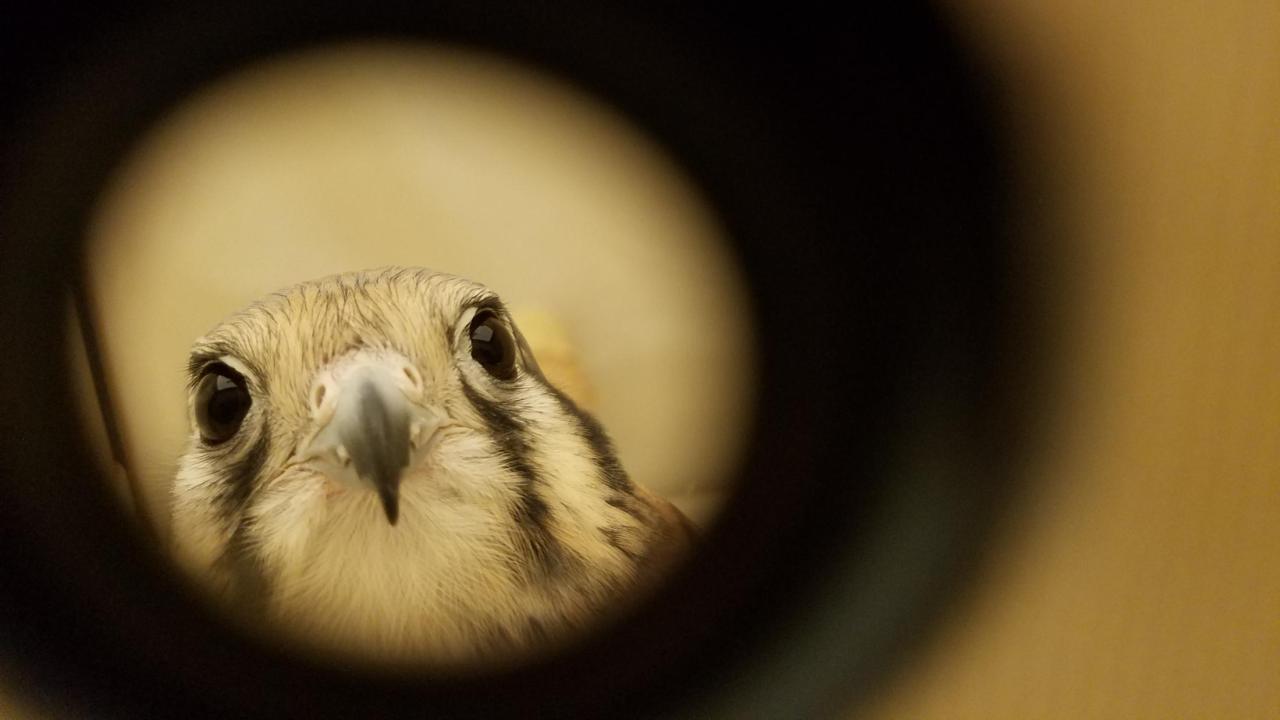 History | California Raptor Center / School of Veterinary Medicine