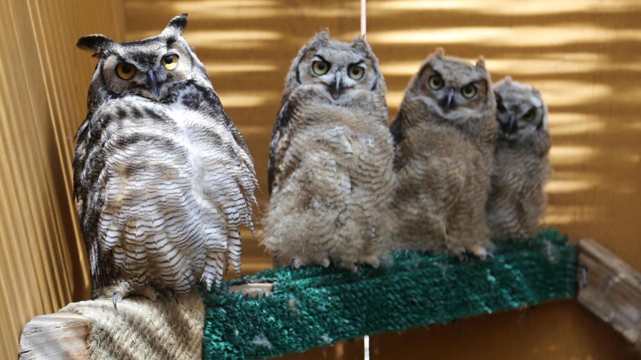 Donate to the California Raptor Center | California Raptor Center ...